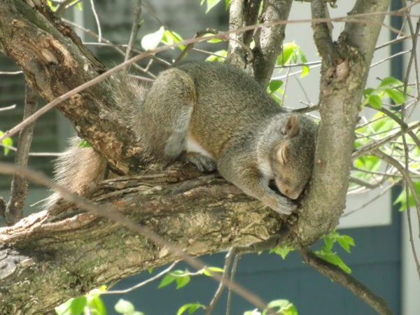 Squirrel Behavior - Back Yard Nature Center